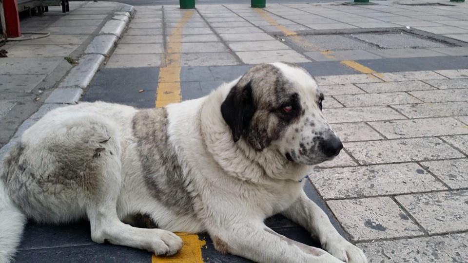 Ένα σπίτι για τα αδέσποτα σκυλιά στο κέντρο της Θεσσαλονίκης The Zook.Gr